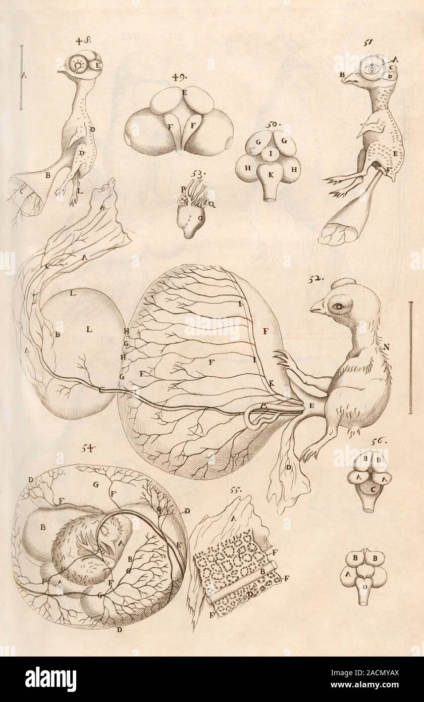 Chicken embryo. 17th-century drawings of chicken embryos as observed ...
