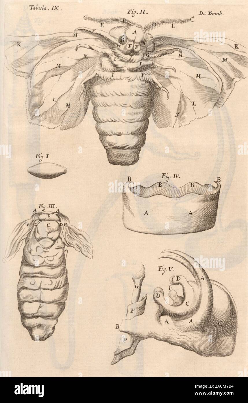 Insect anatomy. 17th-century drawings of the anatomy of a winged insect ...