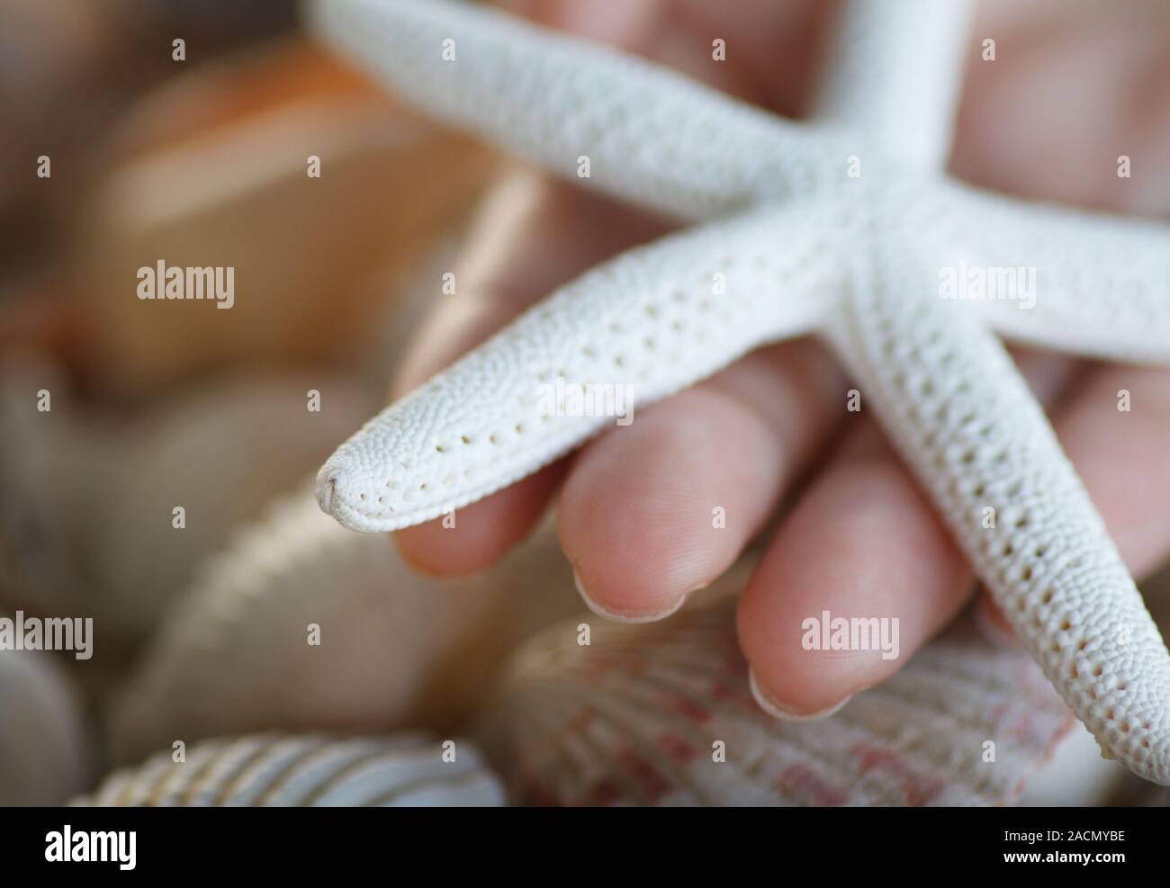 White seastar hi-res stock photography and images - Alamy