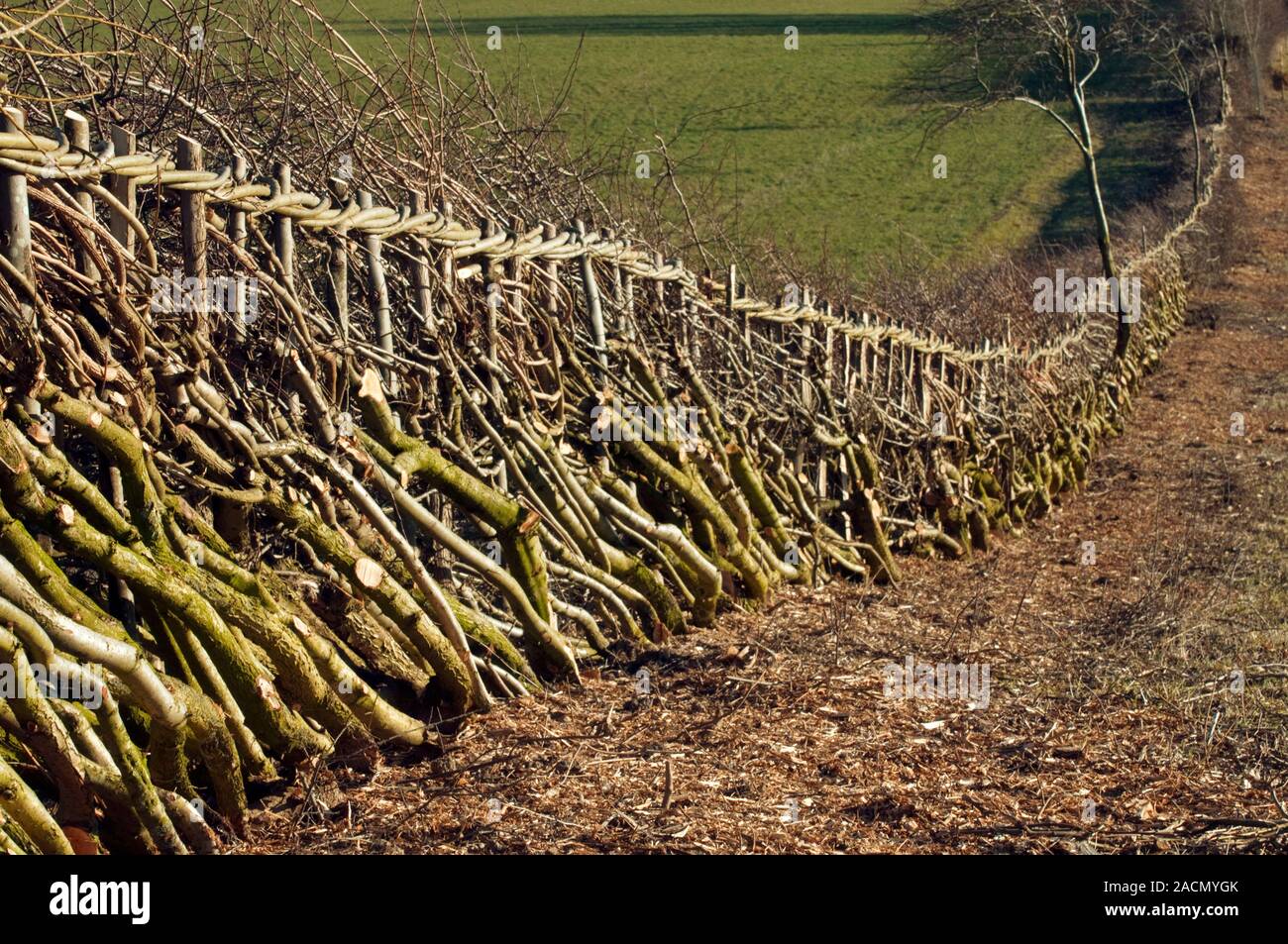 Newly laid hedge. Hedge laying is a traditional British and Irish ...