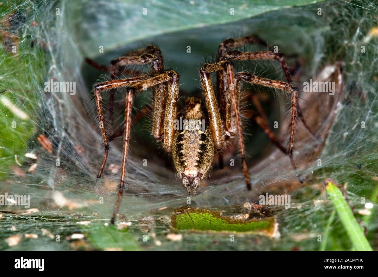 Labyrinth spider (Agelena labyrinthica) in its web. This common funnel ...