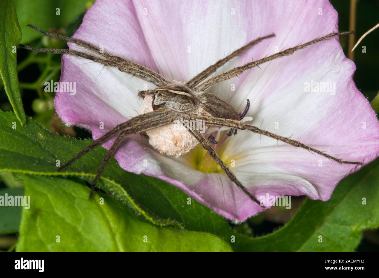 Nursery web spider and egg sac. Female nursery web spider (Pisaura ...