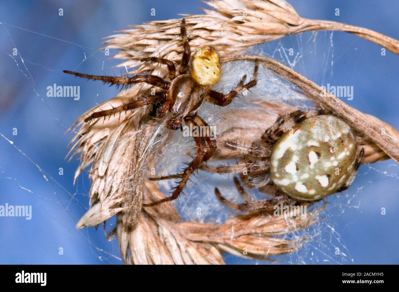 Four-spot orb-weaver spiders. Close-up of a male and female four-spot ...