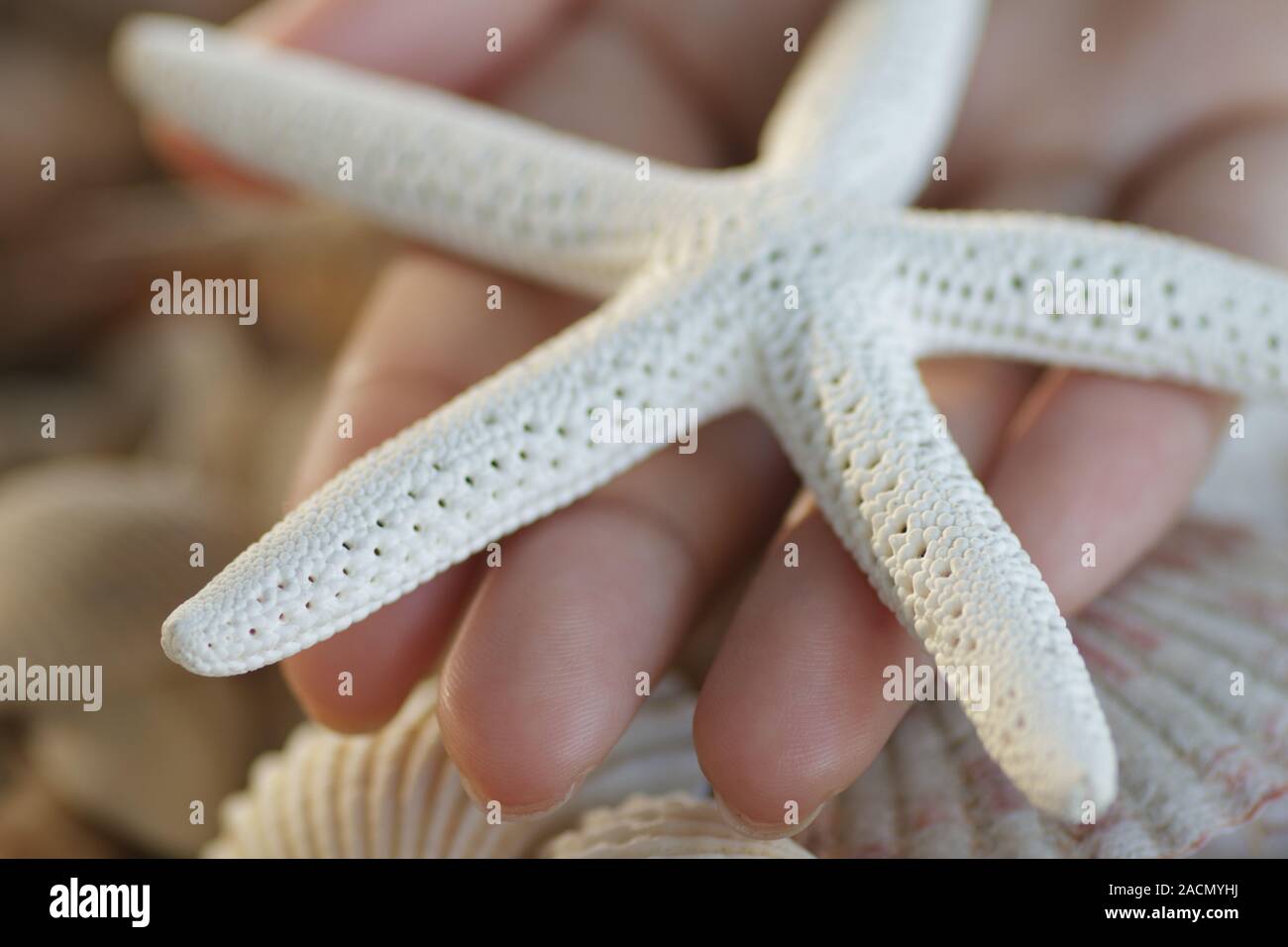 Finger starfish hi-res stock photography and images - Alamy