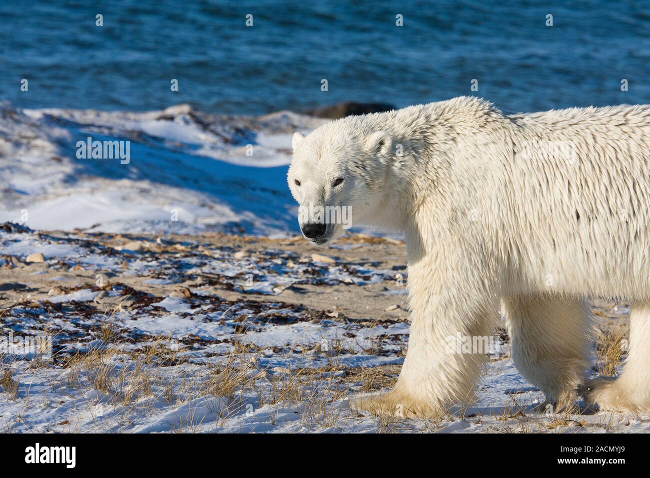 Polar bear habitat hi-res stock photography and images - Alamy