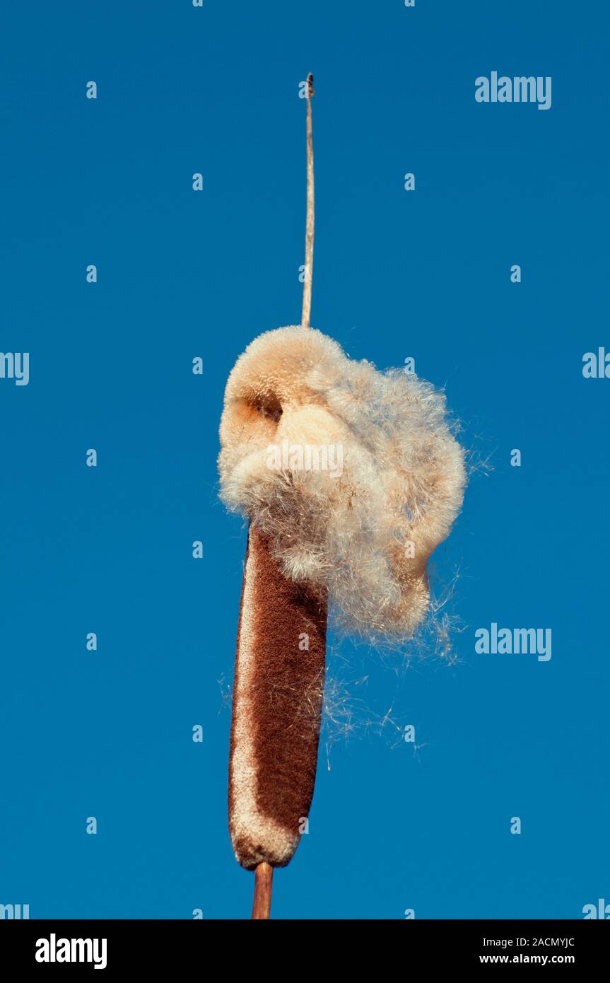 Reedmace (Typha latifolia), or bulrush, seed head releasing its seeds ...