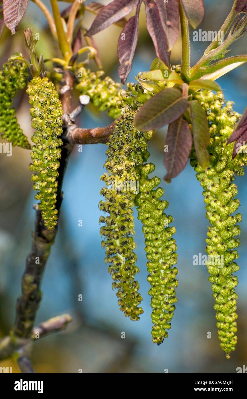 Walnut (Juglans regia) catkins. Male flower clusters on a walnut ...