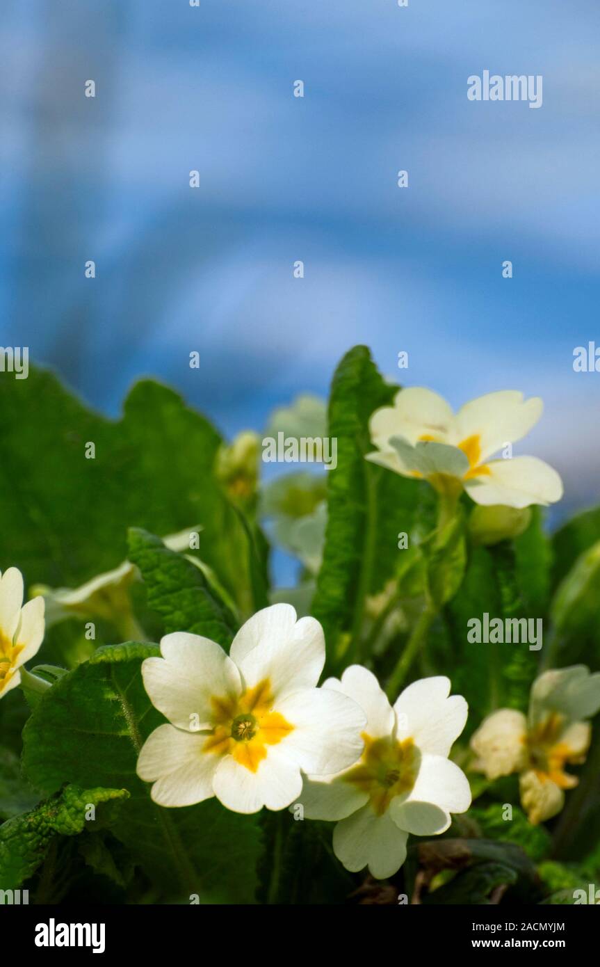 Primrose (family primulaceae) in flower. Photographed in Wimpole ...
