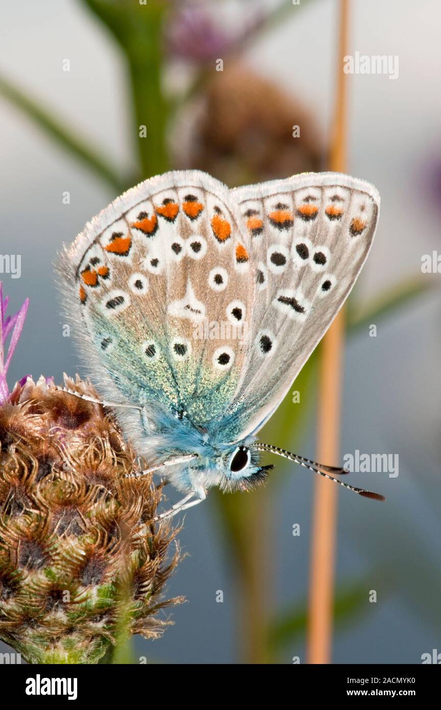 Common blue butterfly (Polyommatus icarus) on a plant with its wings ...