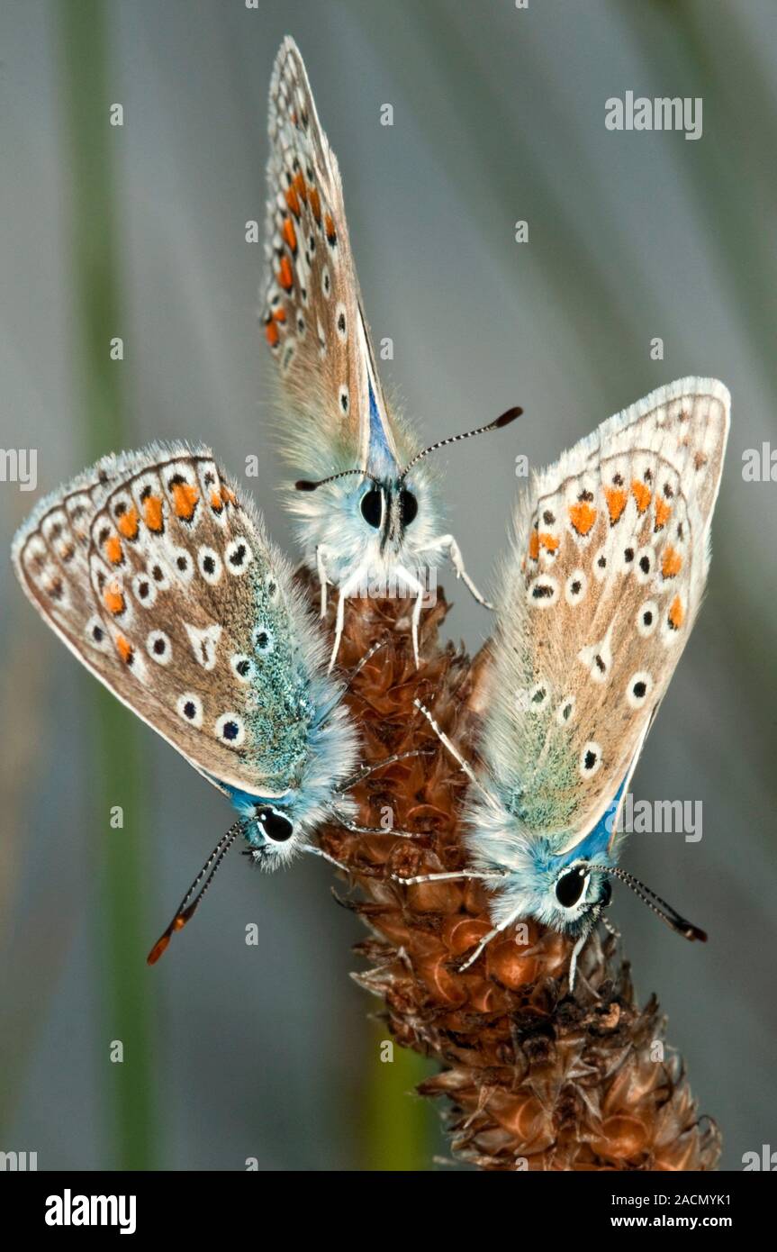 Common blue butterflies (Polyommatus icarus) on a plant with their ...