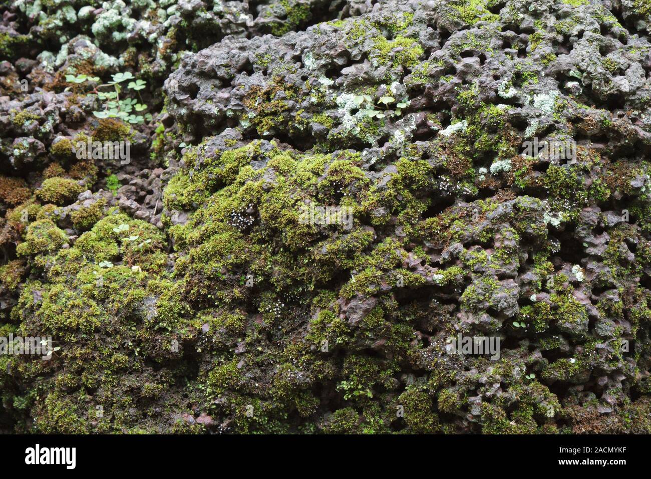 Forest floor overgrown with moss hi-res stock photography and images ...