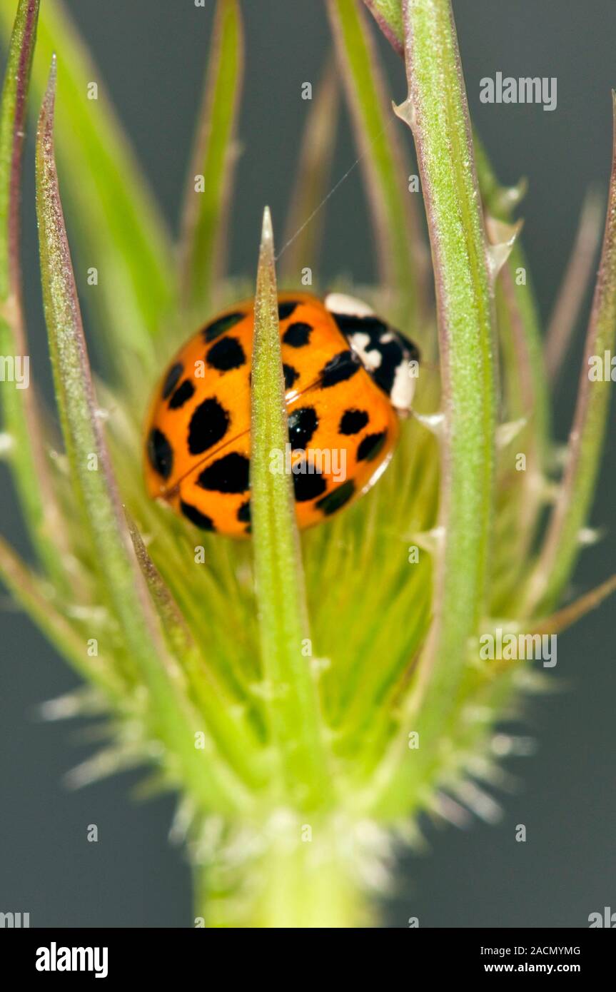 Ladybird (family Coccinellidae) on a plant. Ladybirds are voracious ...