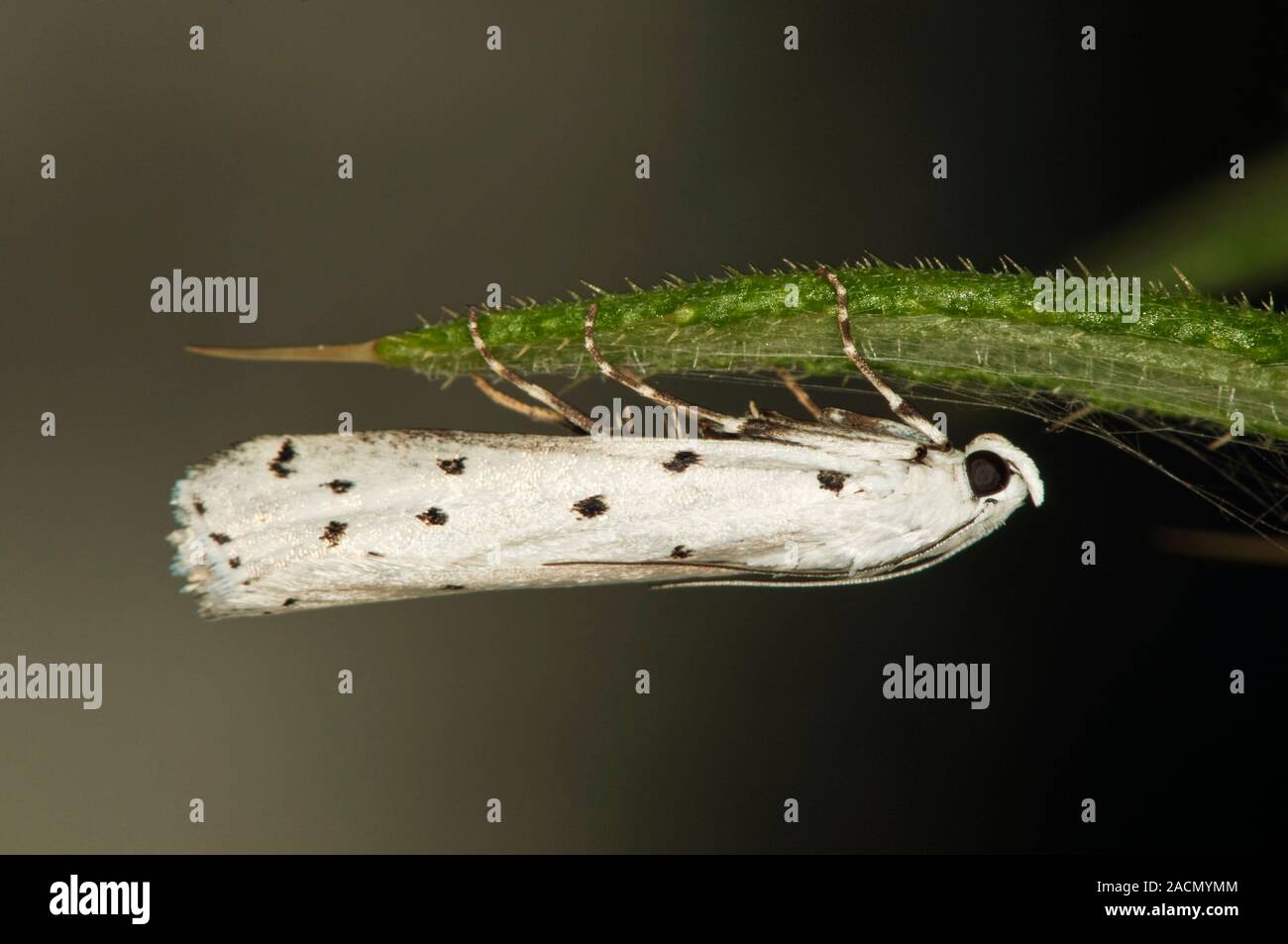 Orchard ermine (Yponomeuta padella) mothfeeding on a plant. This is a ...