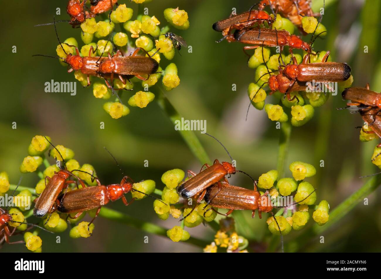 Soldier beetles (Cantharis sp.) feeding on wild parsnip (Pastinaca ...