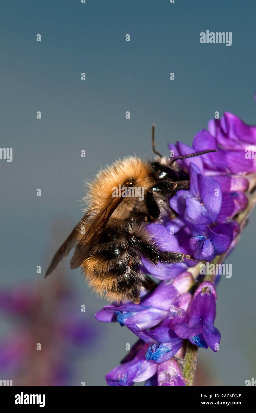 Bumblebee on vetch flowers. Common carder-bee (Bombus pascuorum ...