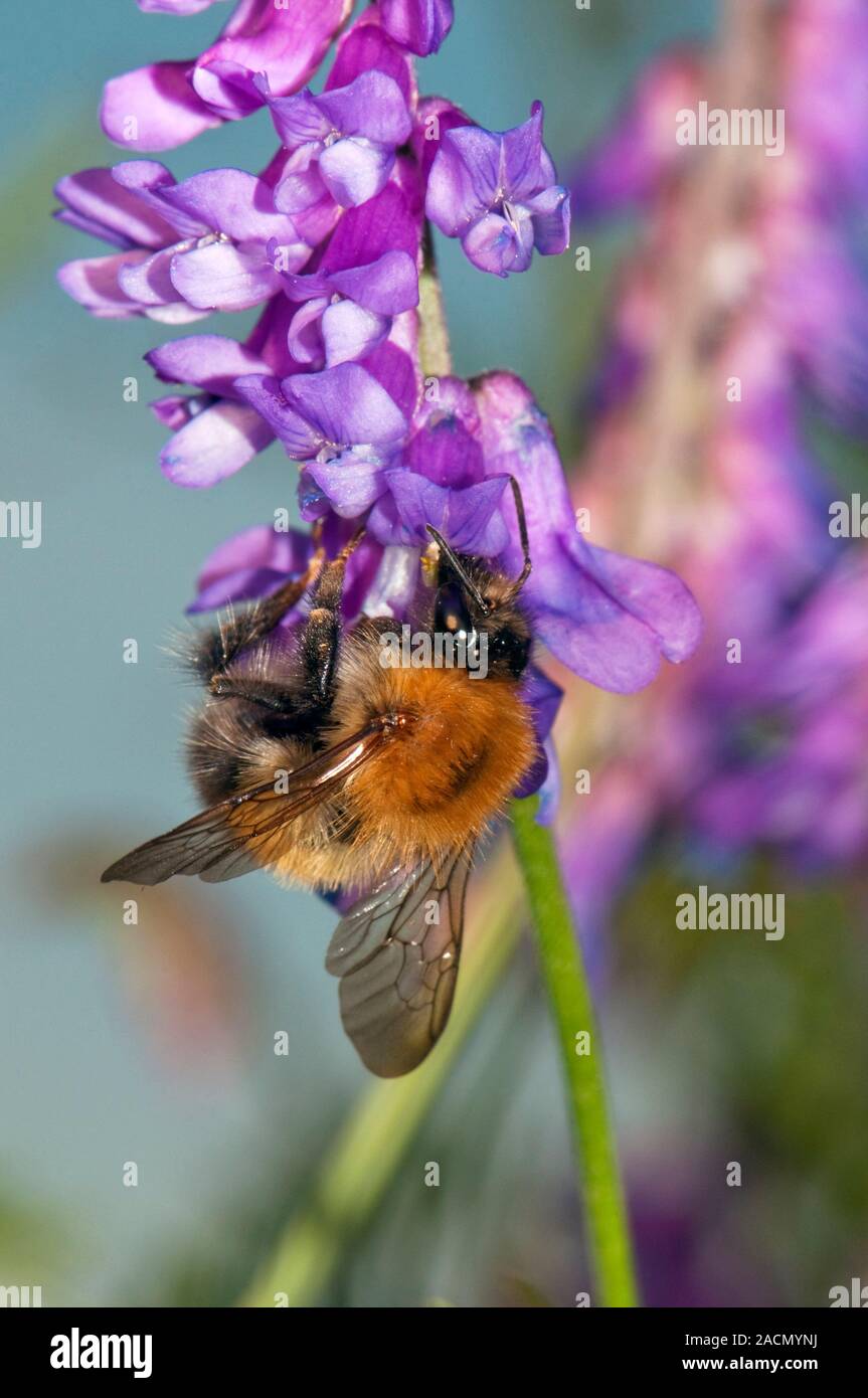 Bumblebee on vetch flowers. Common carder-bee (Bombus pascuorum ...