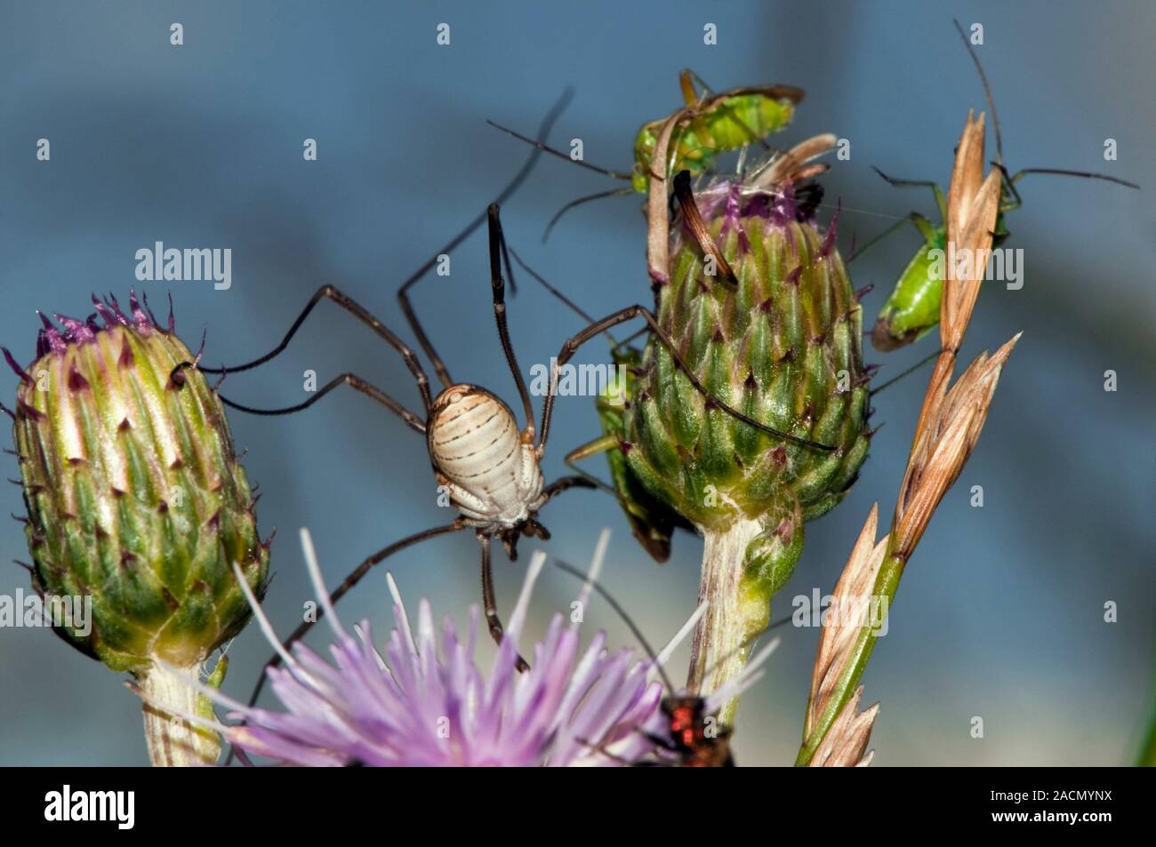 Harvest spider and capsid bugs. Harvest spider (order Opiliones) with ...