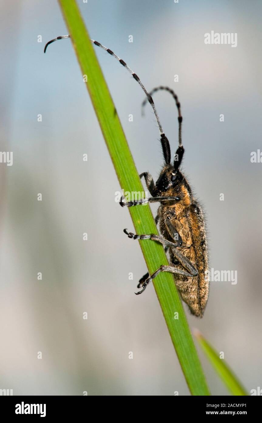 Longhorn beetle. Golden-bloomed grey longhorn beetle (Agapanthia ...