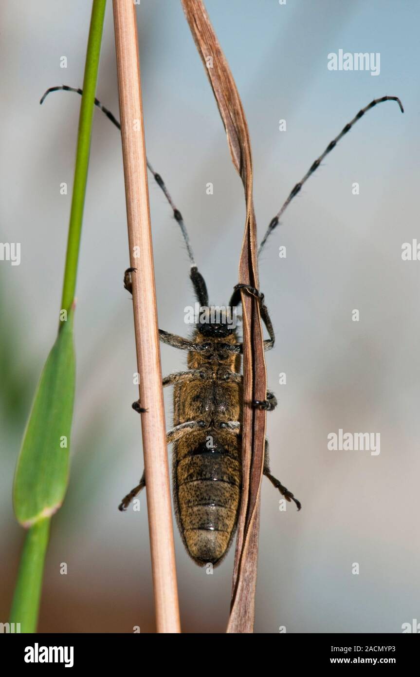 Longhorn beetle. Underside of a golden-bloomed grey longhorn beetle ...