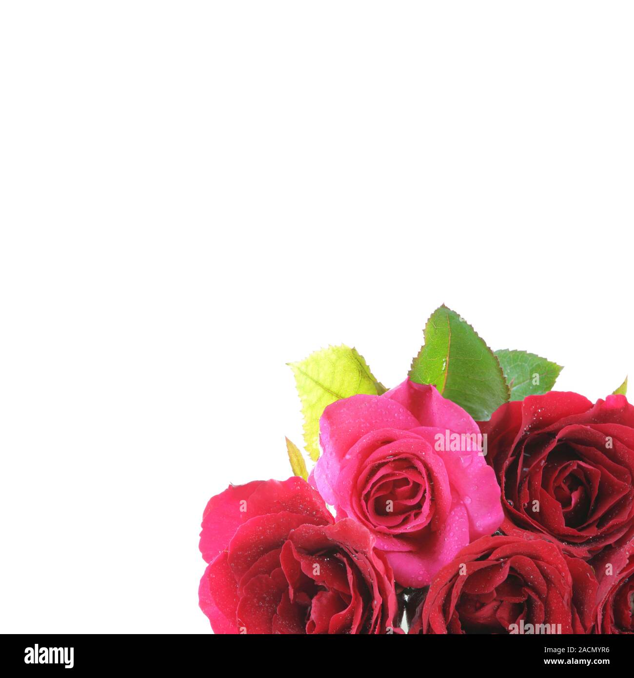 many red roses Stock Photo - Alamy