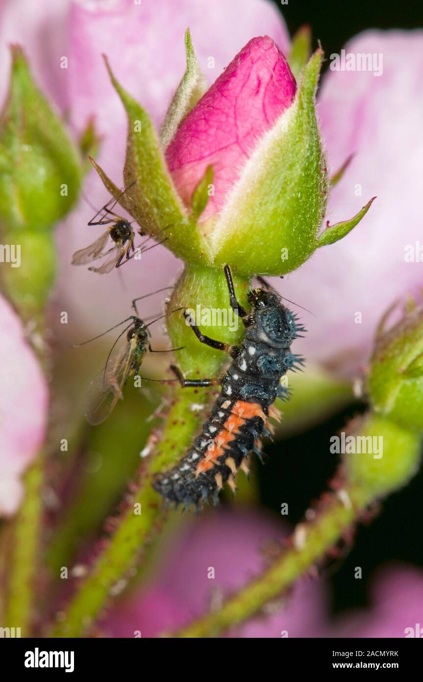 Ladybird larva hunting aphids on a flower. Both the adults and the ...