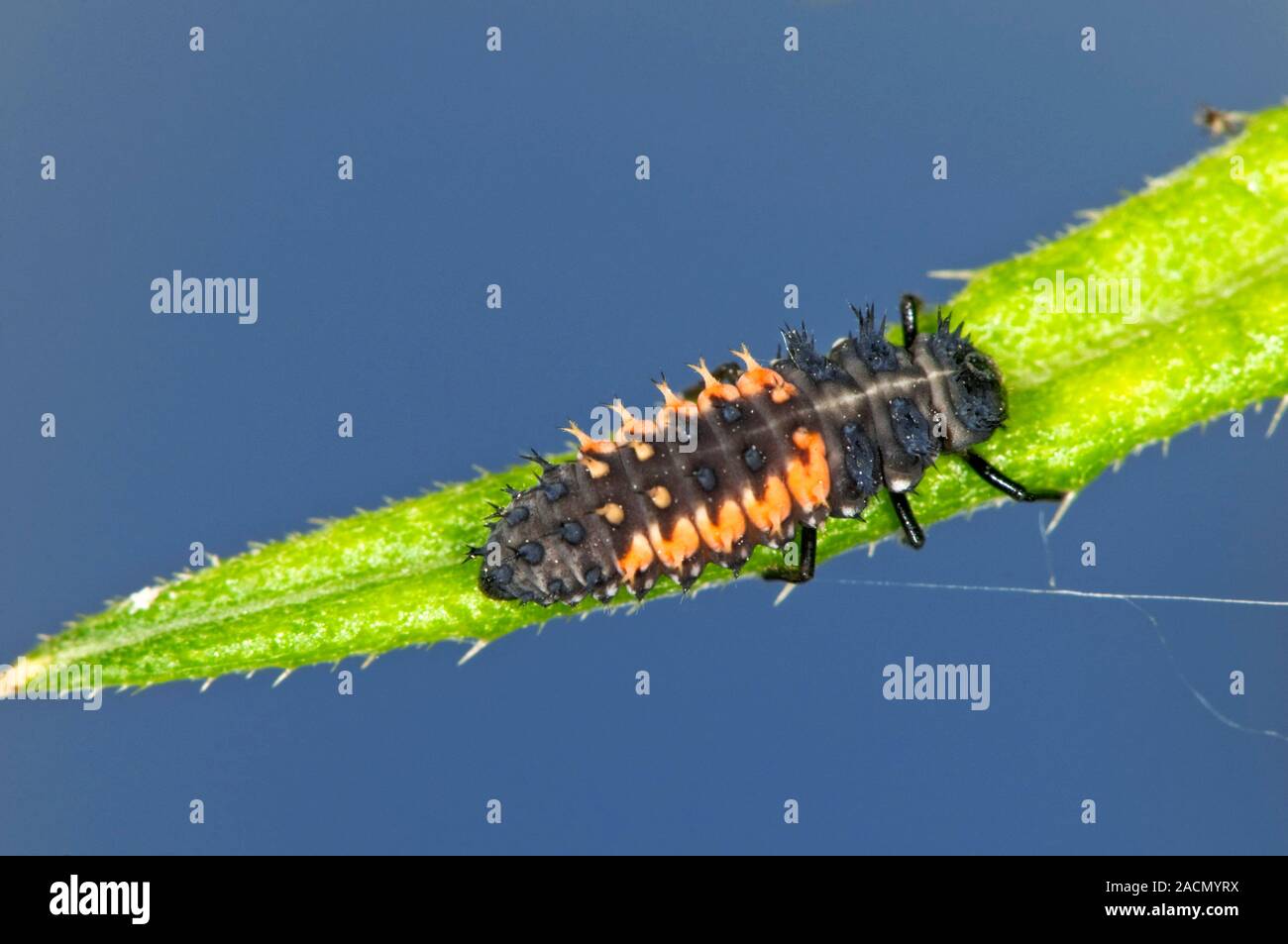 Ladybird larva on a leaf. Both the adults and the larvae of ladybirds ...