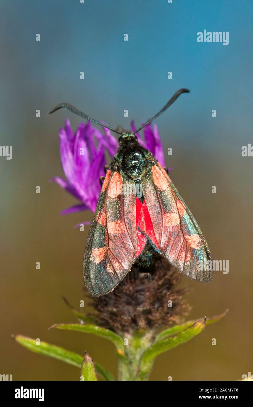 Six-spot burnet (Zygaena filipendulae) moth feeding on common knapweed ...
