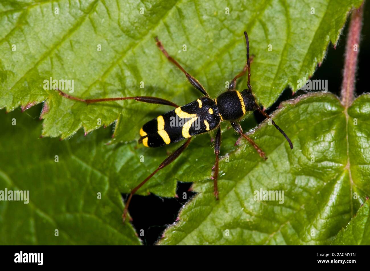 Wasp beetle on a leaf. The wasp beetle (Clytus arietis) is a wasp ...