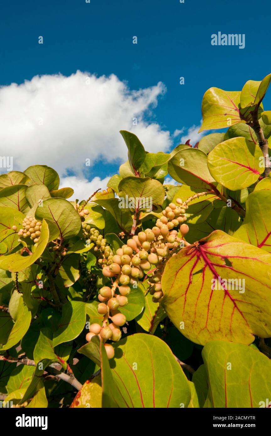 Sea-grape (Coccoloba uvifera) fruiting. This tropical evergreen plant ...