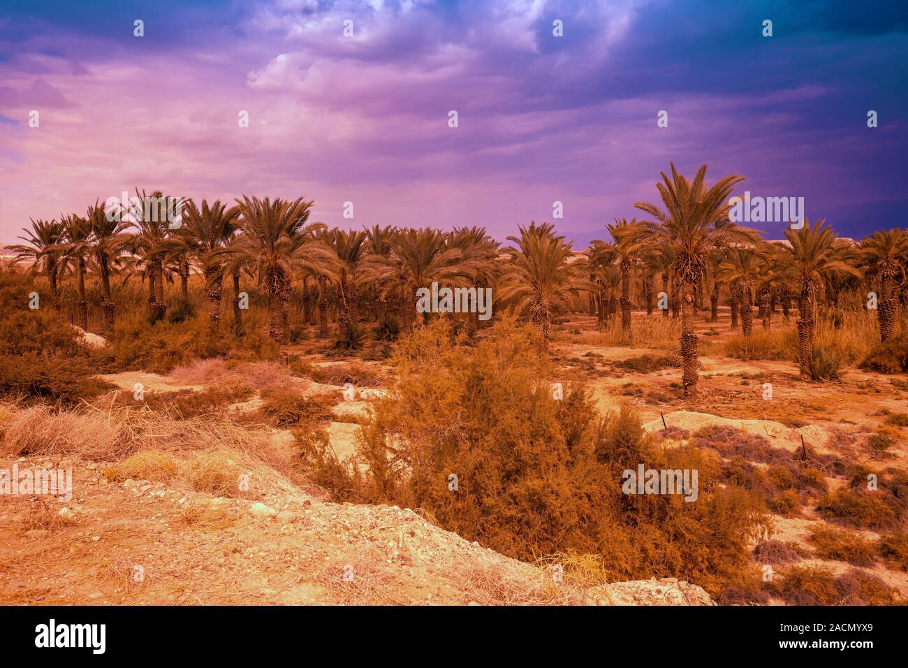 Rural palm grove hi-res stock photography and images - Alamy
