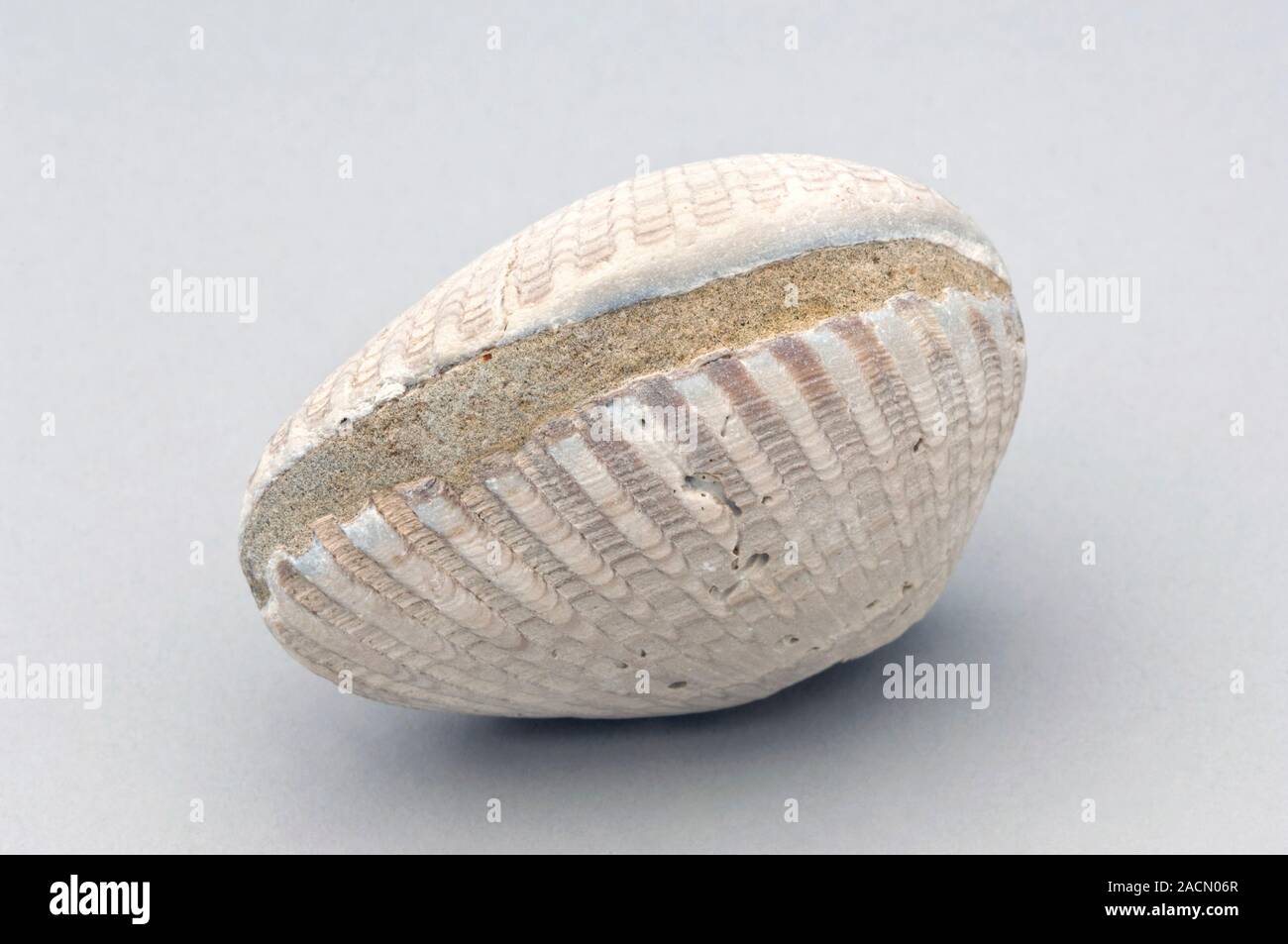 Fossil clam. Clams are a type of bivalve (two-shelled) marine mollusc ...