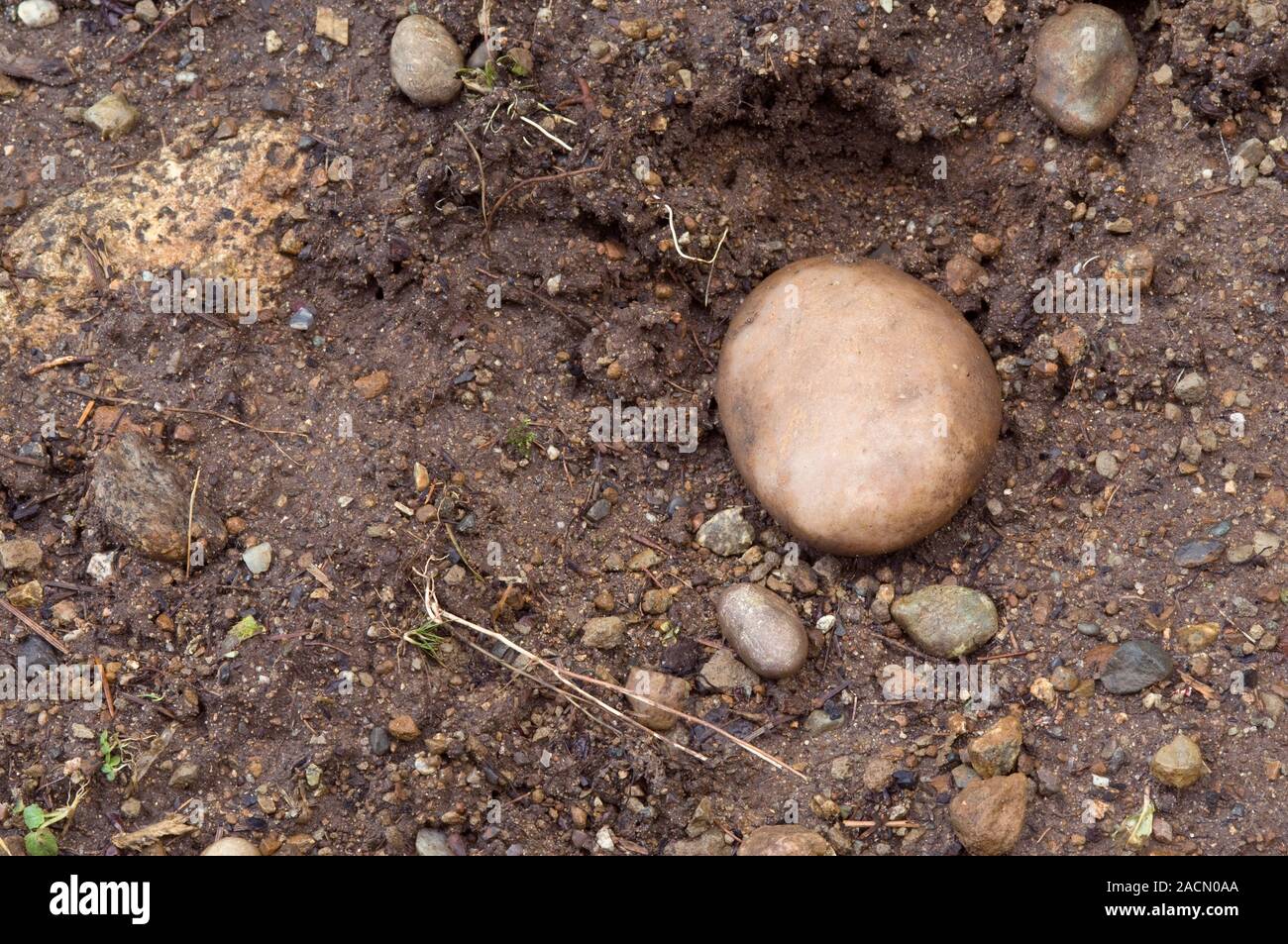 Frost heaving. First of three images showing a weathering process ...