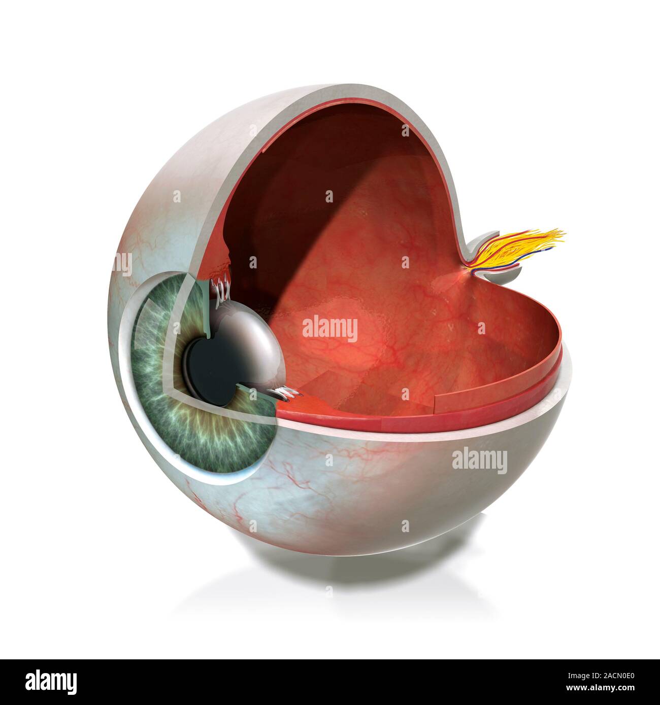 Eye anatomy. Cutaway computer artwork showing the internal structure ...