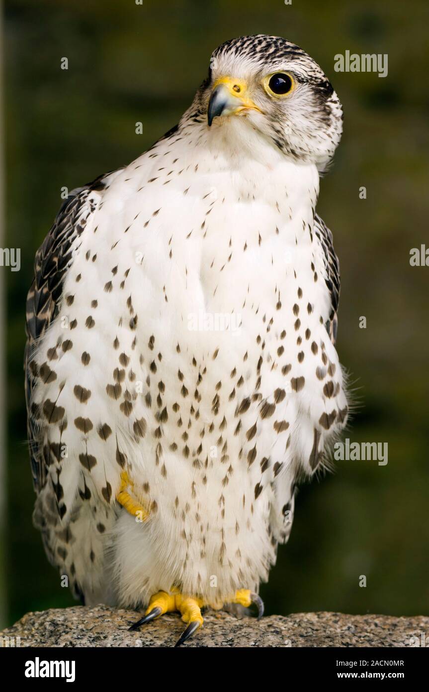 Gyrfalcon (Falco rusticolus), intermediate morph. Gyrfalcons are very ...