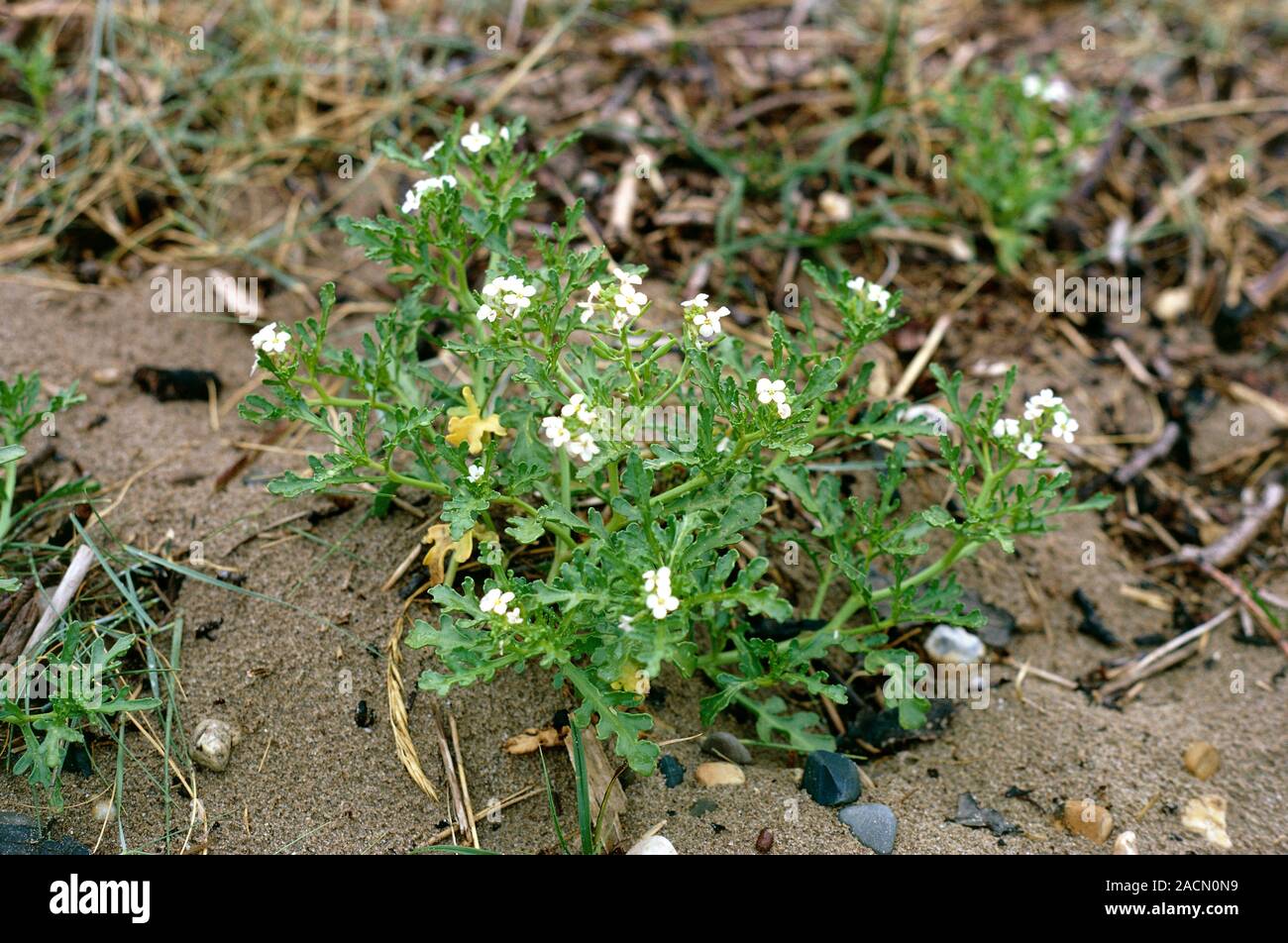 Mediterranean sea rocket (Cakile maritima). Also called the European ...