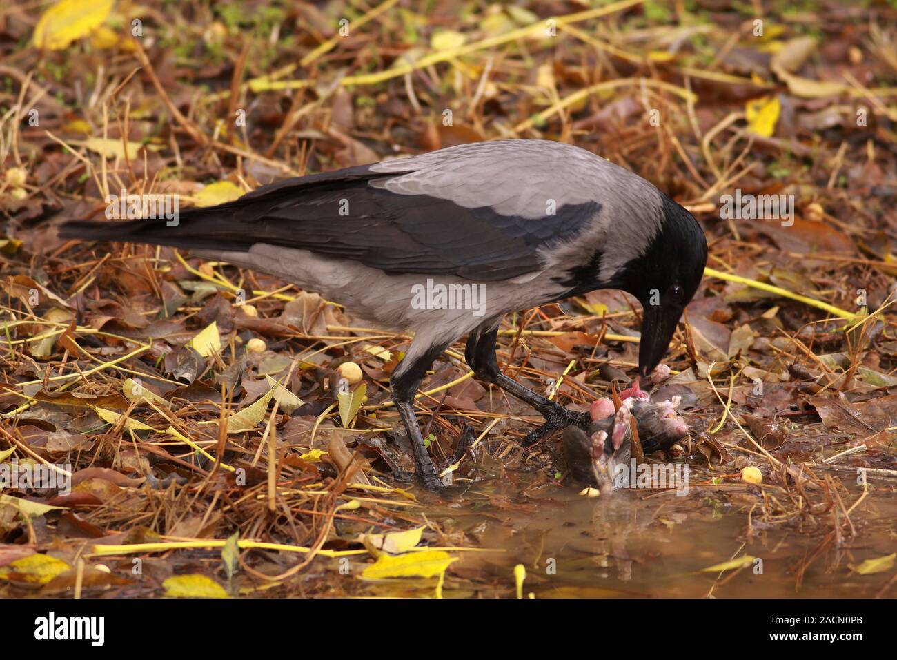 Hooded Crow (Corvus cornix) eats a rat. Photographed in Israel In ...