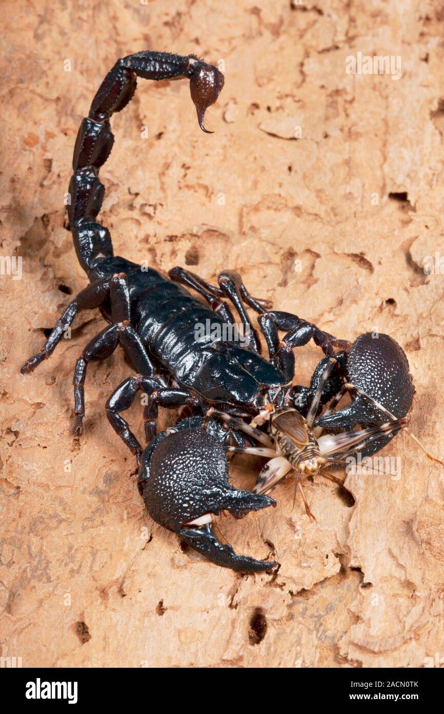 Emperor scorpion (Pandinus imperator) eating a cricket. This is the ...