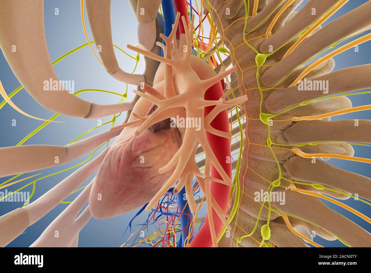 Cardiovascular system, computer artwork. The heart (centre) is a hollow ...
