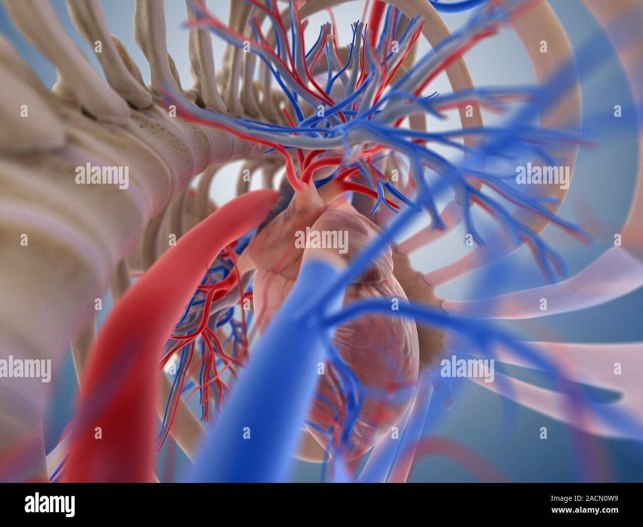 Heart-lung system, computer artwork. The heart (lower centre) is a ...