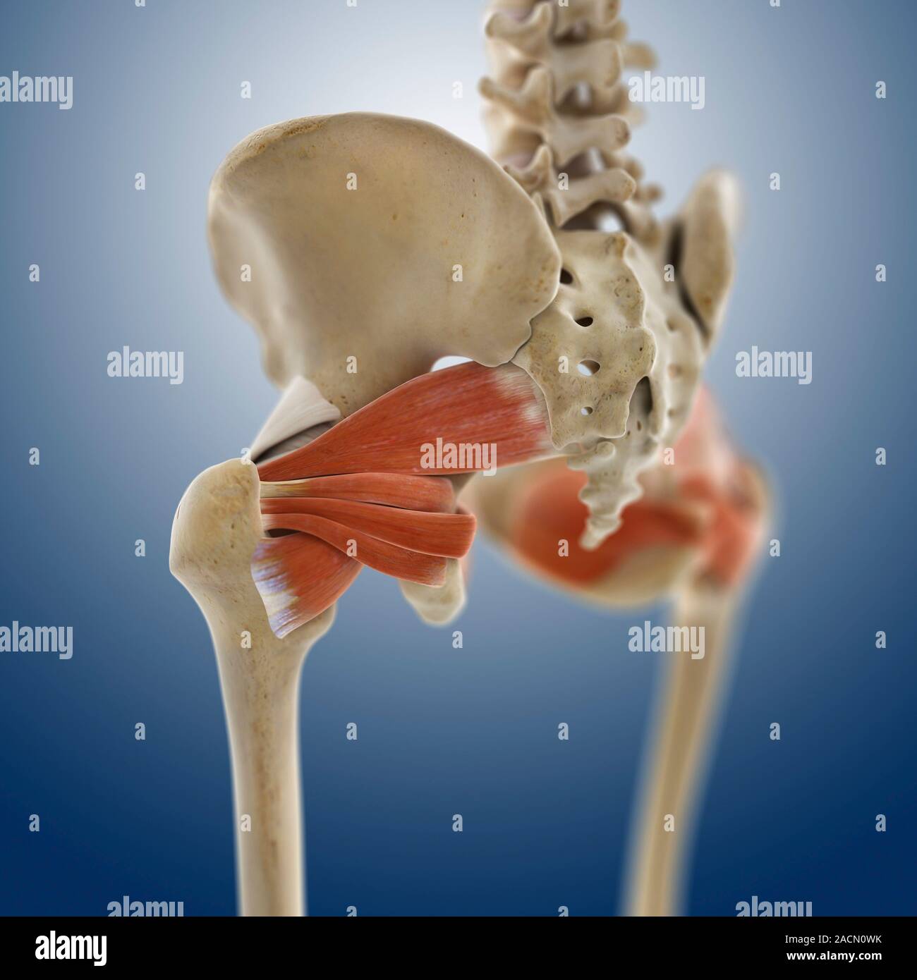 Buttock muscles. Computer artwork of a posterior oblique view of the ...