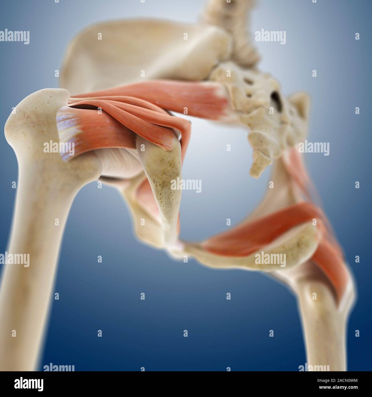 Buttock muscles. Computer artwork of a posterior oblique view of the ...