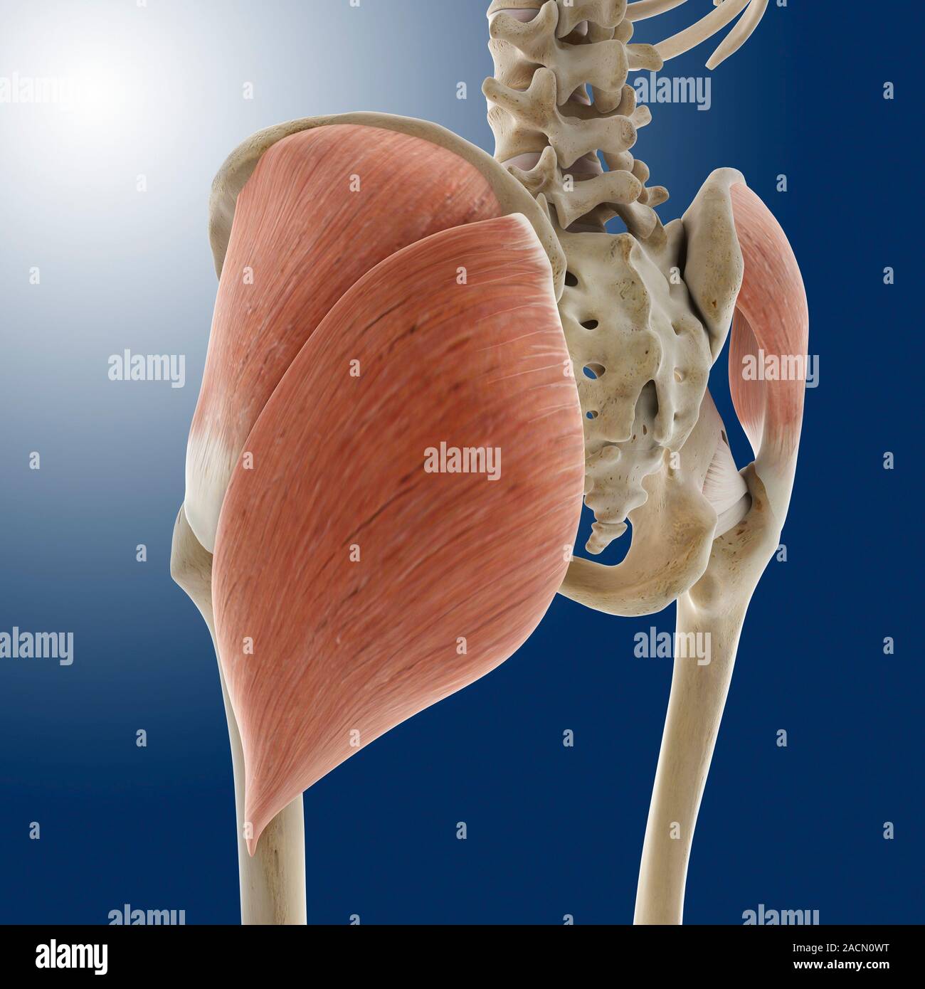 Buttock muscles. Computer artwork of a posterior oblique view of the ...