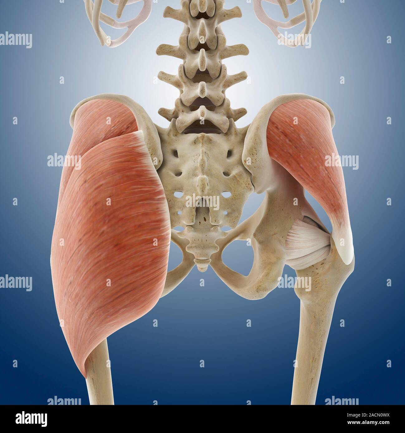 Buttock muscles. Computer artwork of a posterior view of the hips ...