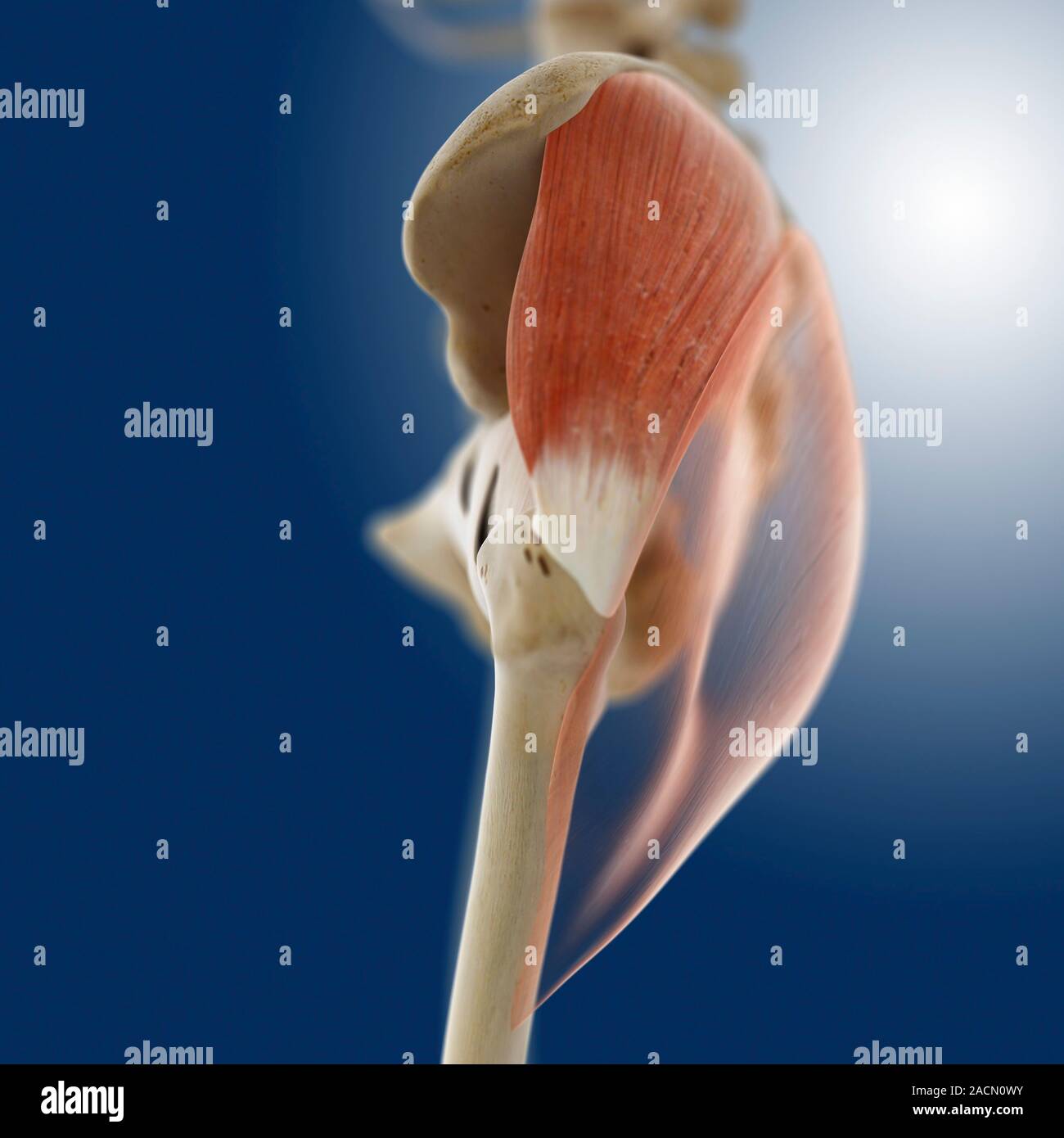 Buttock muscles. Computer artwork of a side view (front of body at left ...