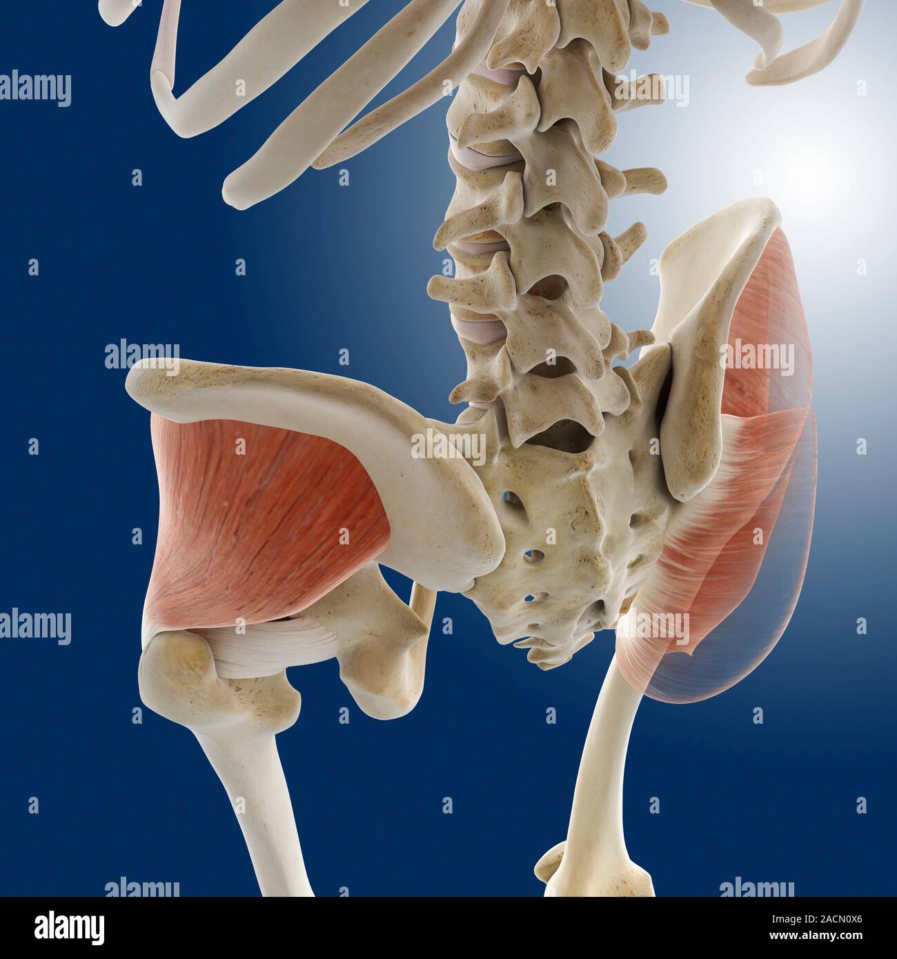 Buttock muscles. Computer artwork of a posterior oblique view of the ...