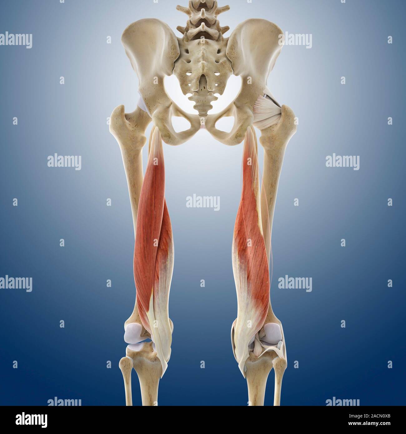 Thigh hamstring muscles. Computer artwork of a posterior view of two of ...