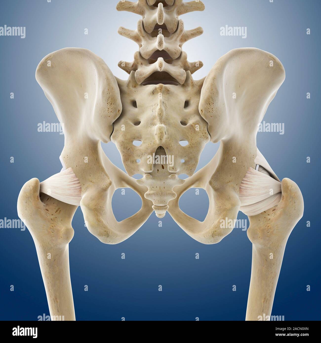 Posterior Hip Bone Acetabular Fractures OrthoInfo AAOS