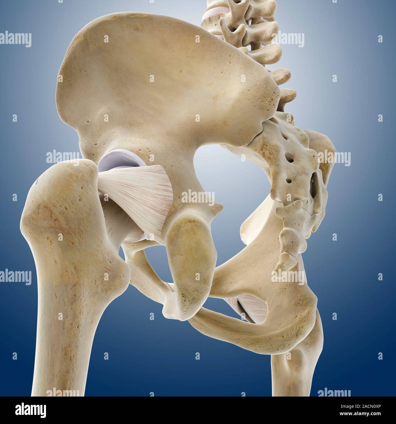 Hip ligaments. Computer artwork of a posterior oblique view of the hip ...