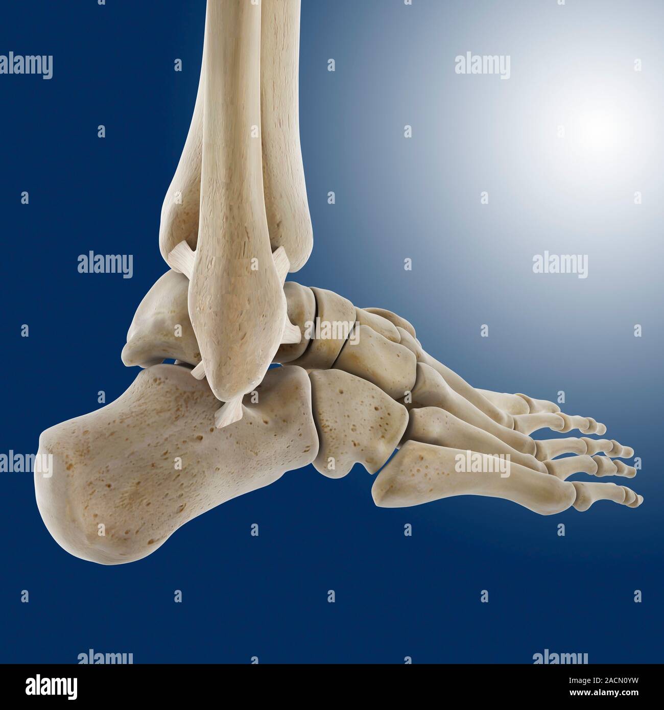 Outer ankle ligaments. Computer artwork of the bones and ligaments ...