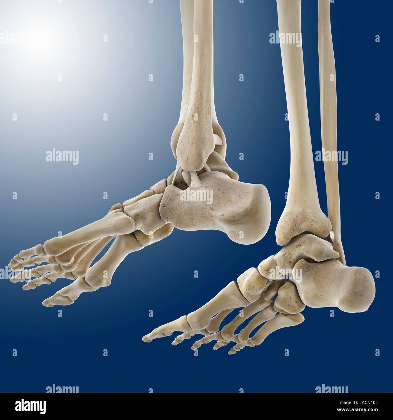 Outer ankle ligaments. Computer artwork of the bones and ligaments ...